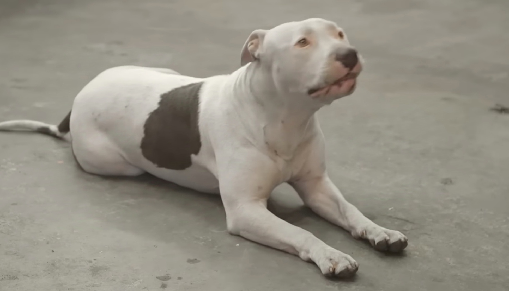 Picture of Shop Inspector