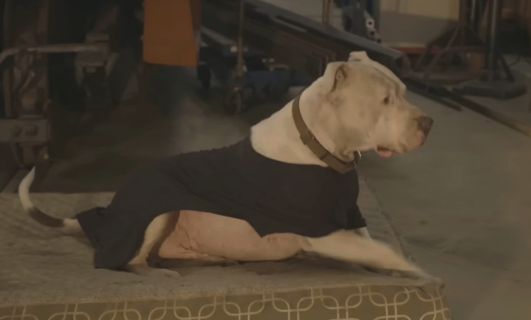 Picture of Shop Inspector