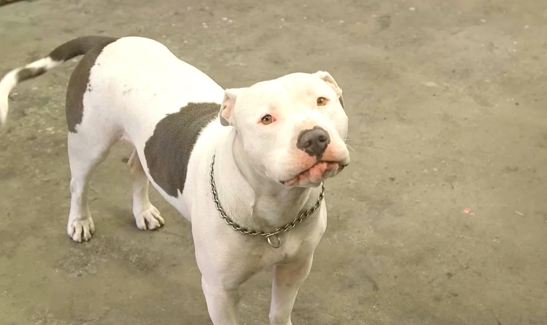 Picture of Shop Inspector