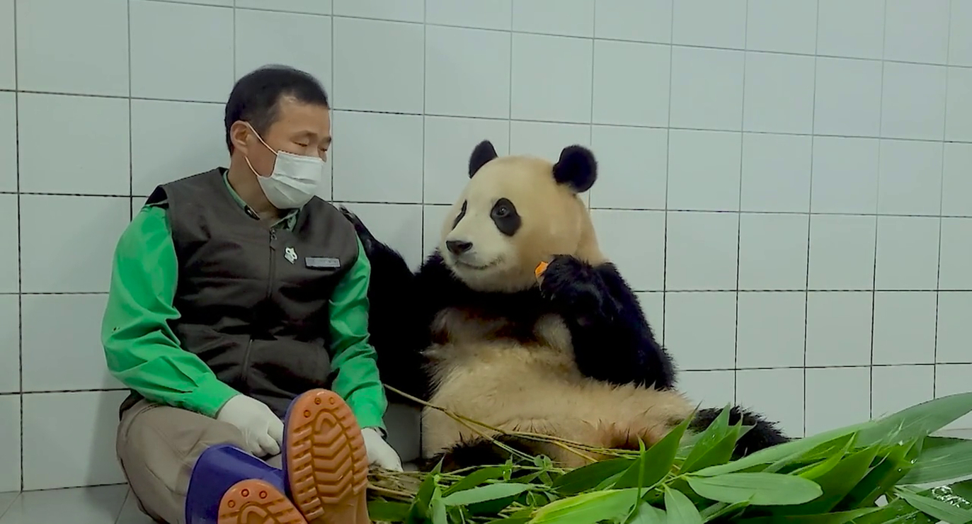 Picture of My Dearest Fu Bao