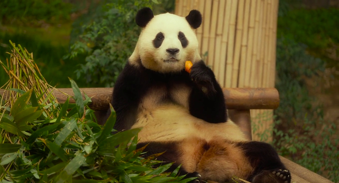 My Dearest Fu Bao image