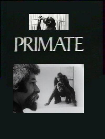 Primate image