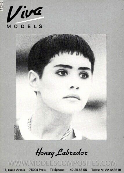 Picture of Honey Labrador