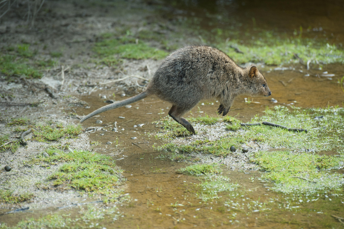 Jumping quokka
