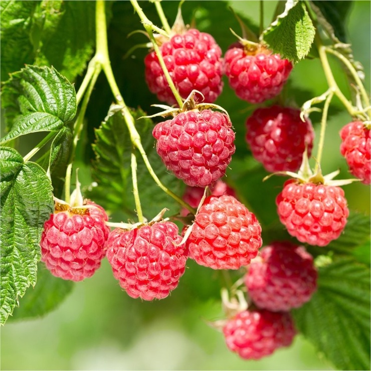 European red raspberry