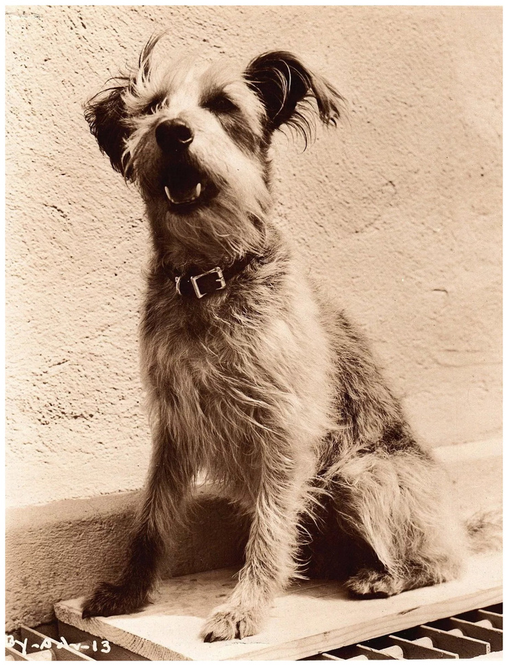 Behave Yourself! (1951)