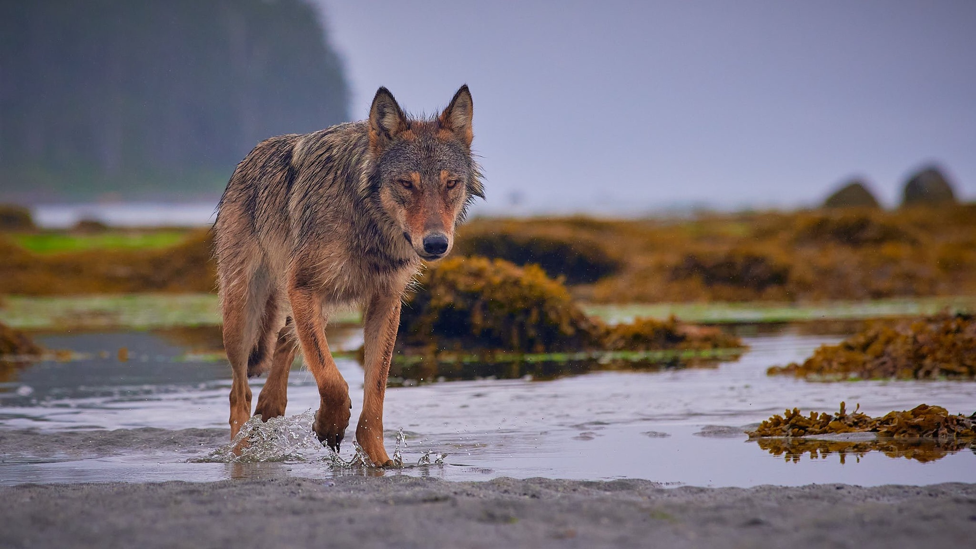 Picture of Vancouver Coastal Sea wolf