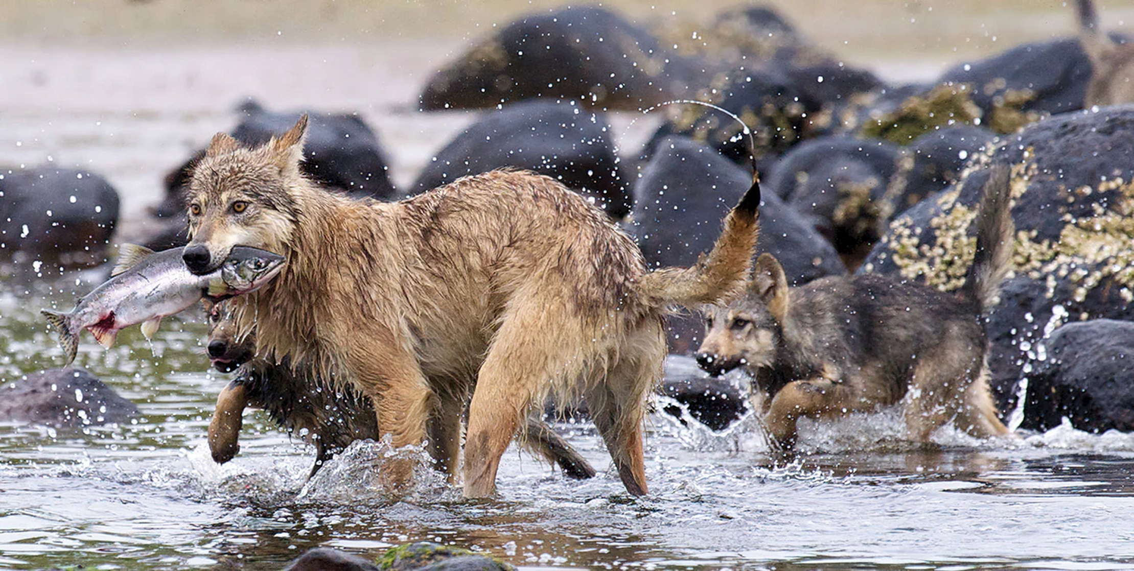 Vancouver Coastal Sea wolf image