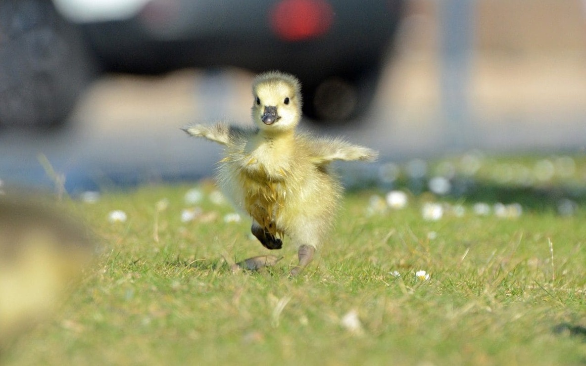 Running gosling