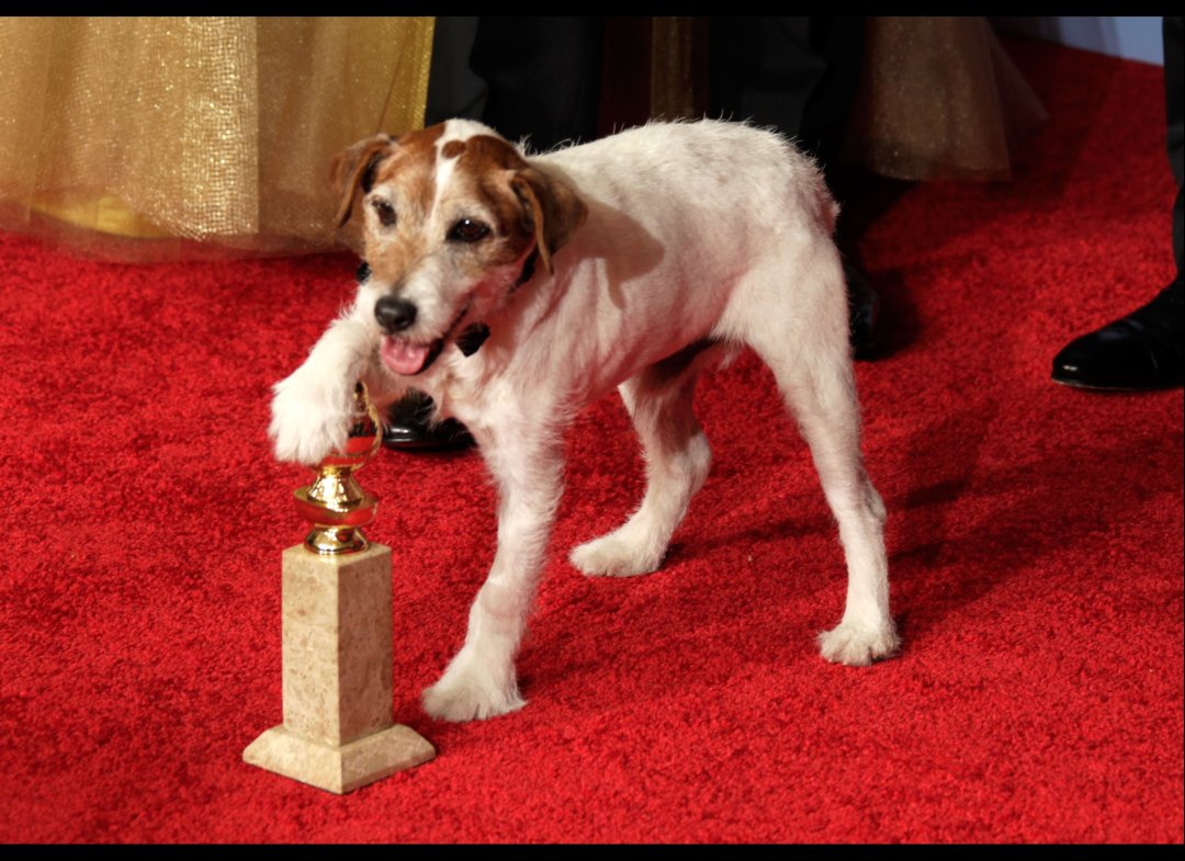 Uggie picture