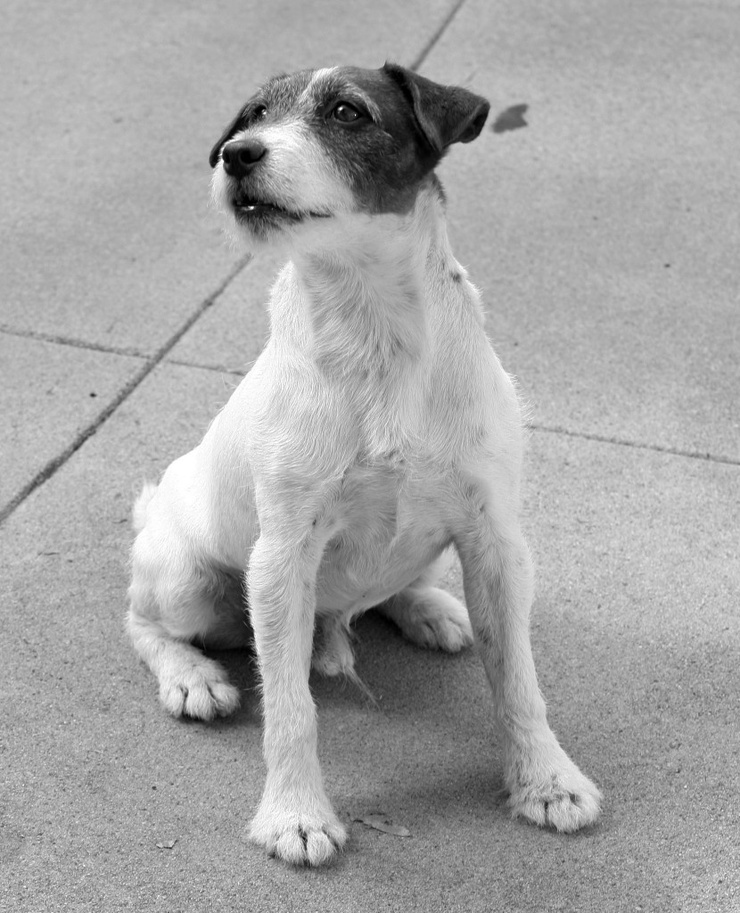 Uggie picture