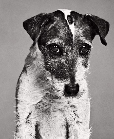 Picture of Uggie