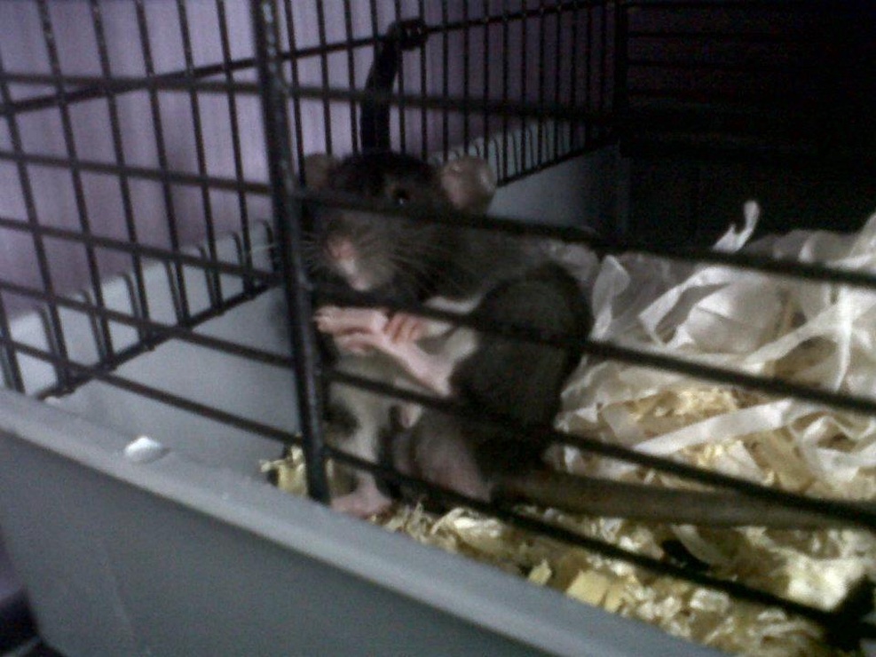 AWWWW MY OTHER RAT SAM