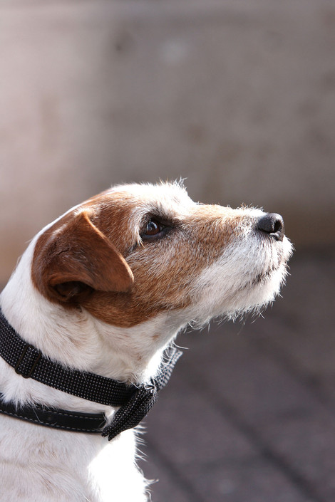Picture of Uggie