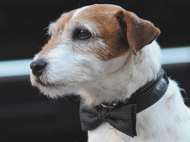 Picture of Uggie