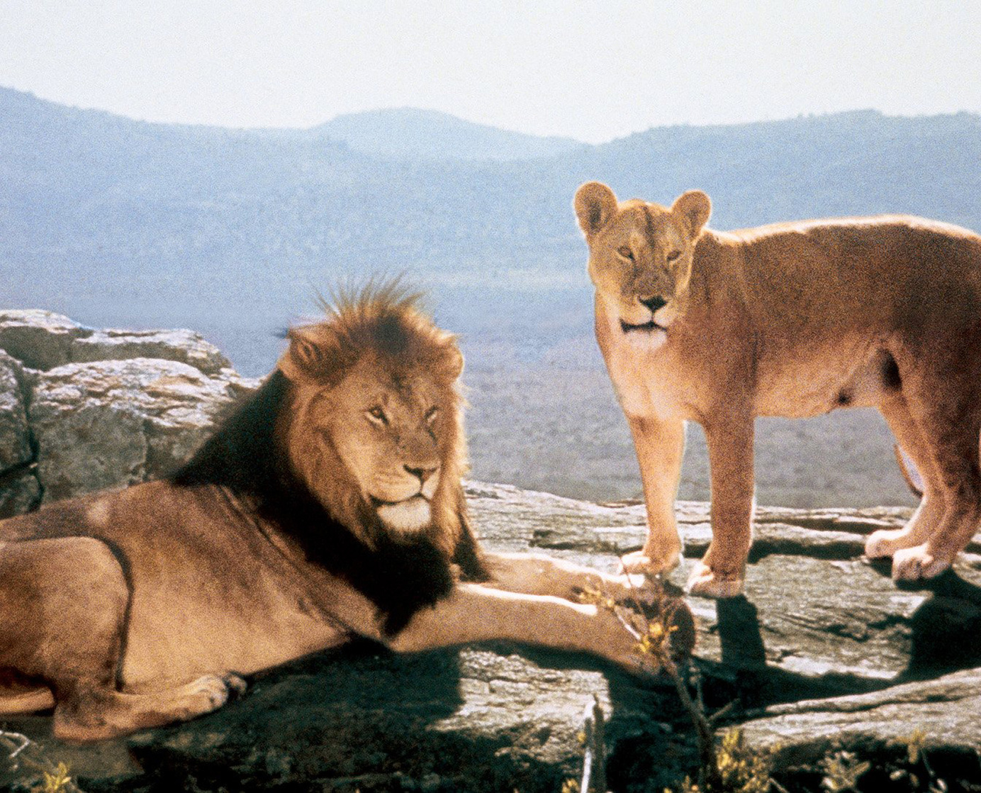 Picture of Born Free