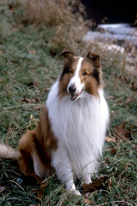 Picture of Lassie (1994)