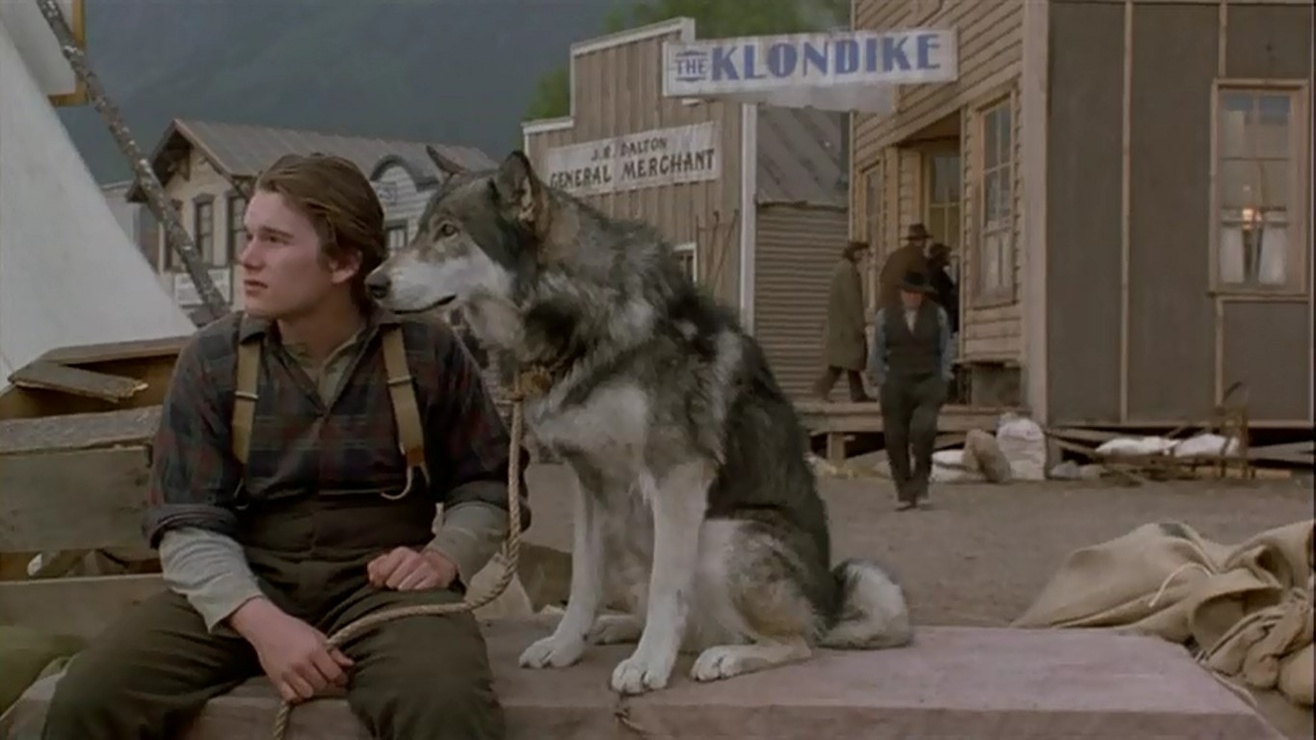 Picture of White Fang