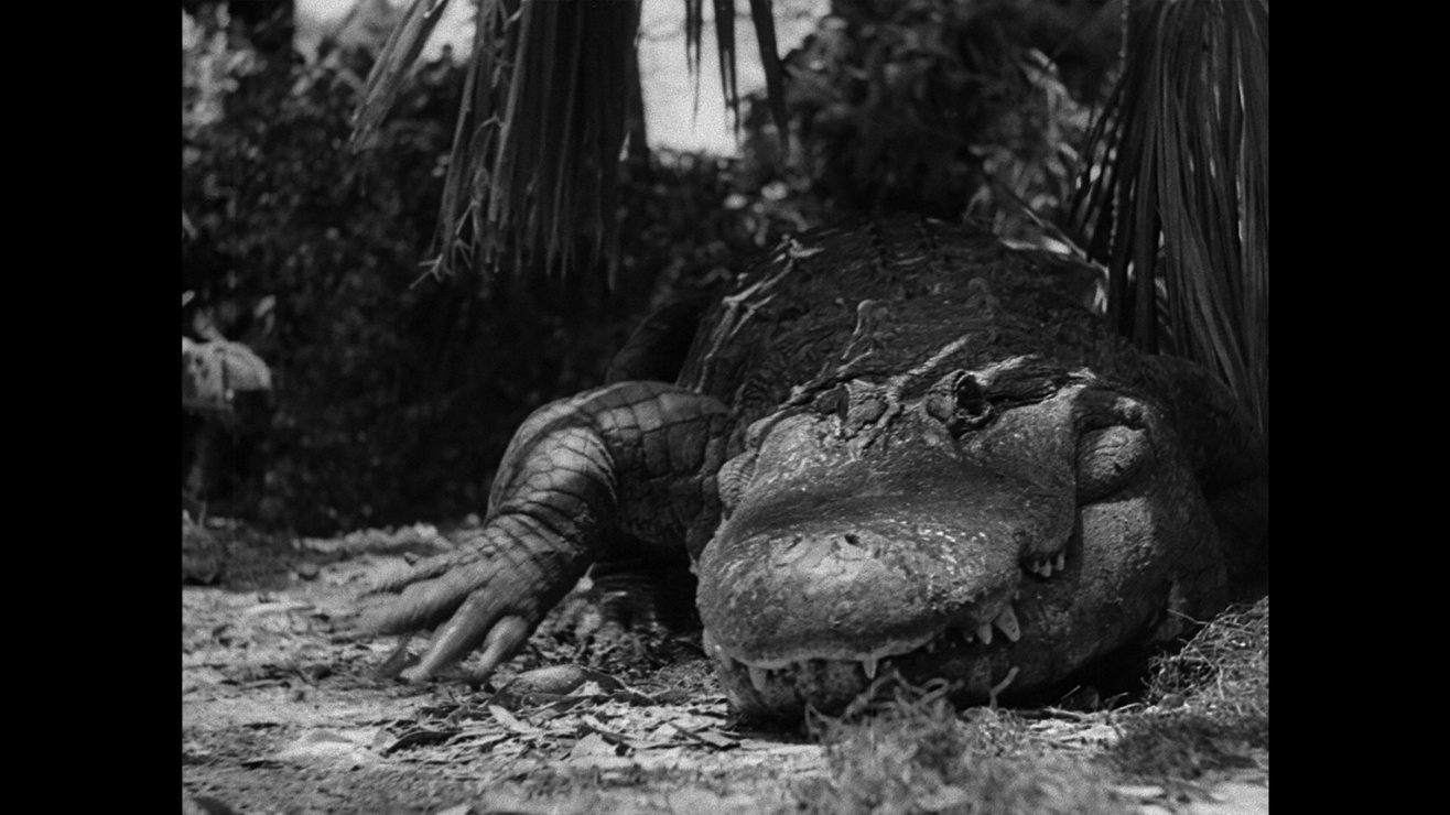 Picture of Swamp Water (1941)