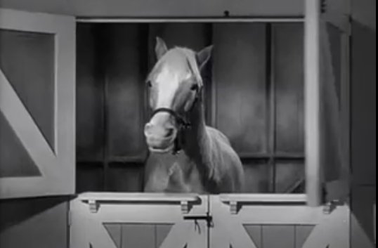 Image of Mister Ed