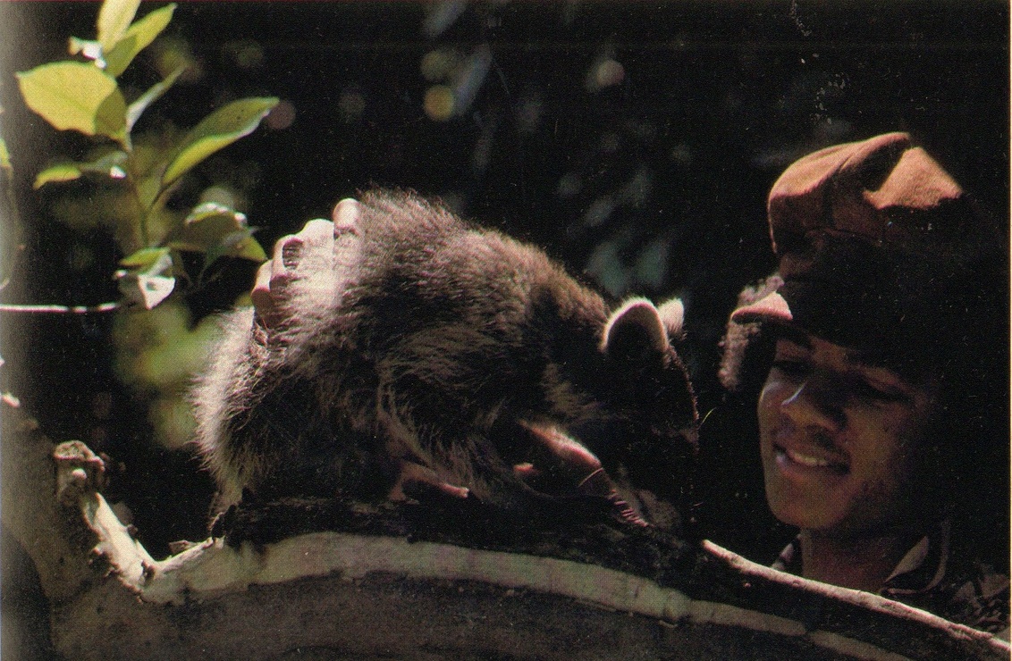 Michael Jackson image