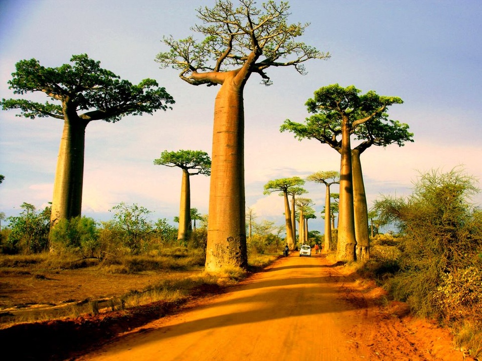 Baobab trees... Madagascar