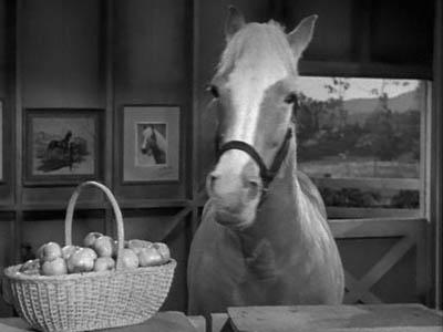 Mister Ed picture