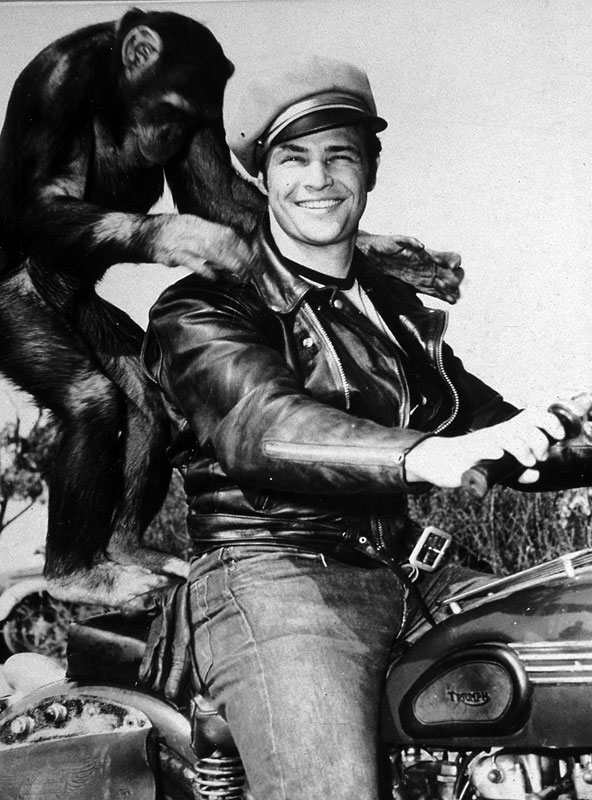 Picture of The Wild One