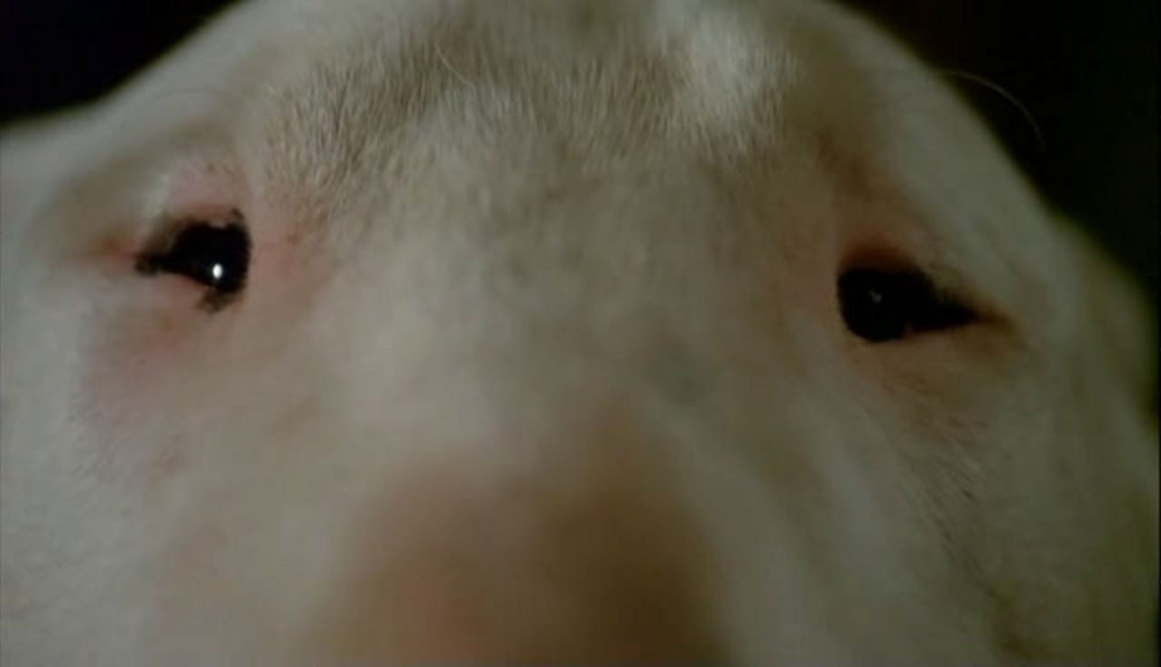 Baxter (1989) picture