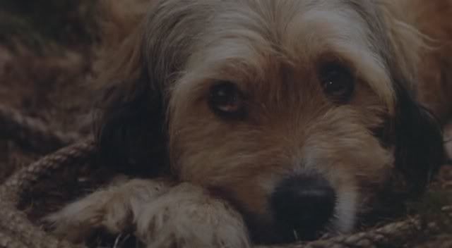 Picture of Benji, The Hunted