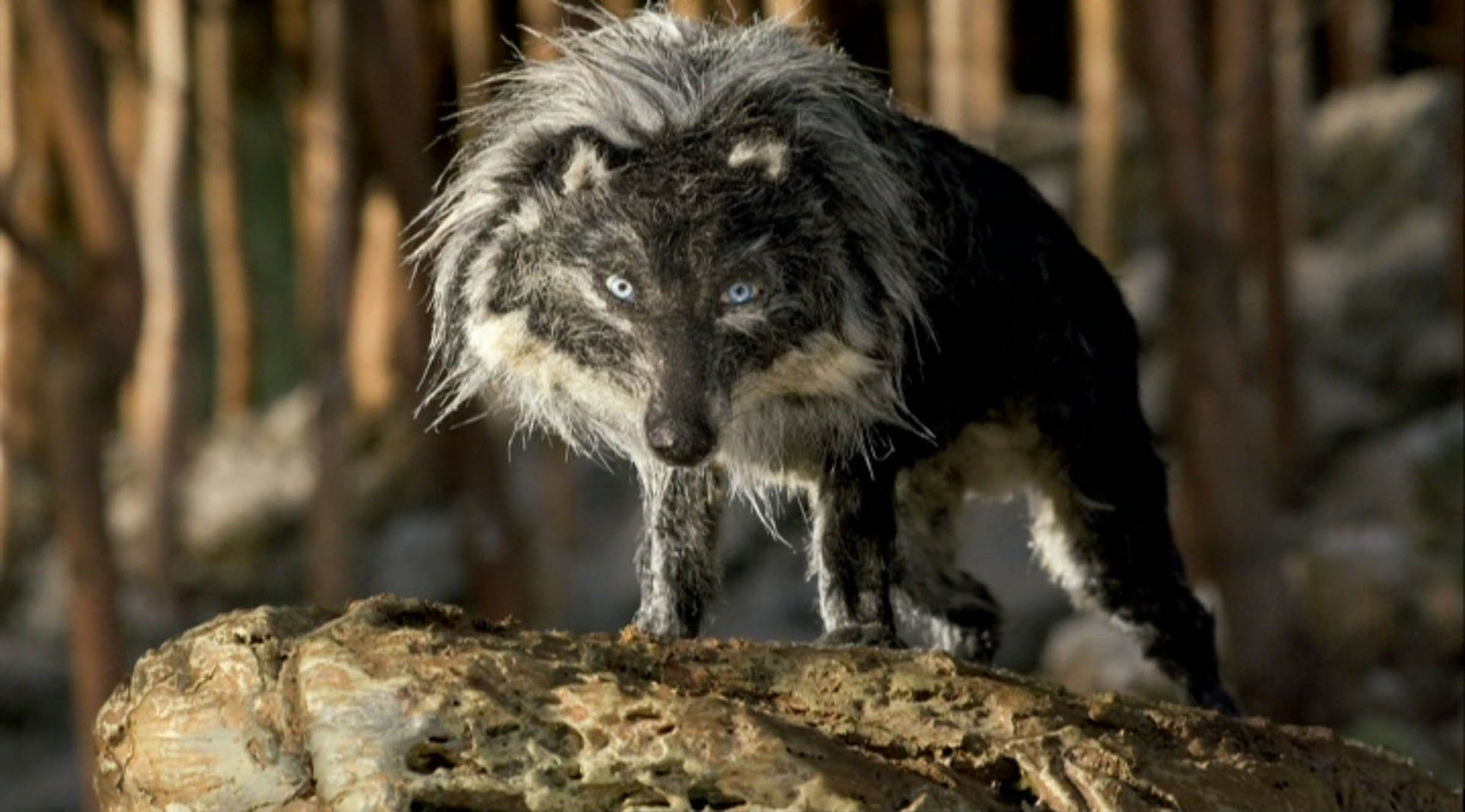 Picture of Peter & the Wolf (2006)