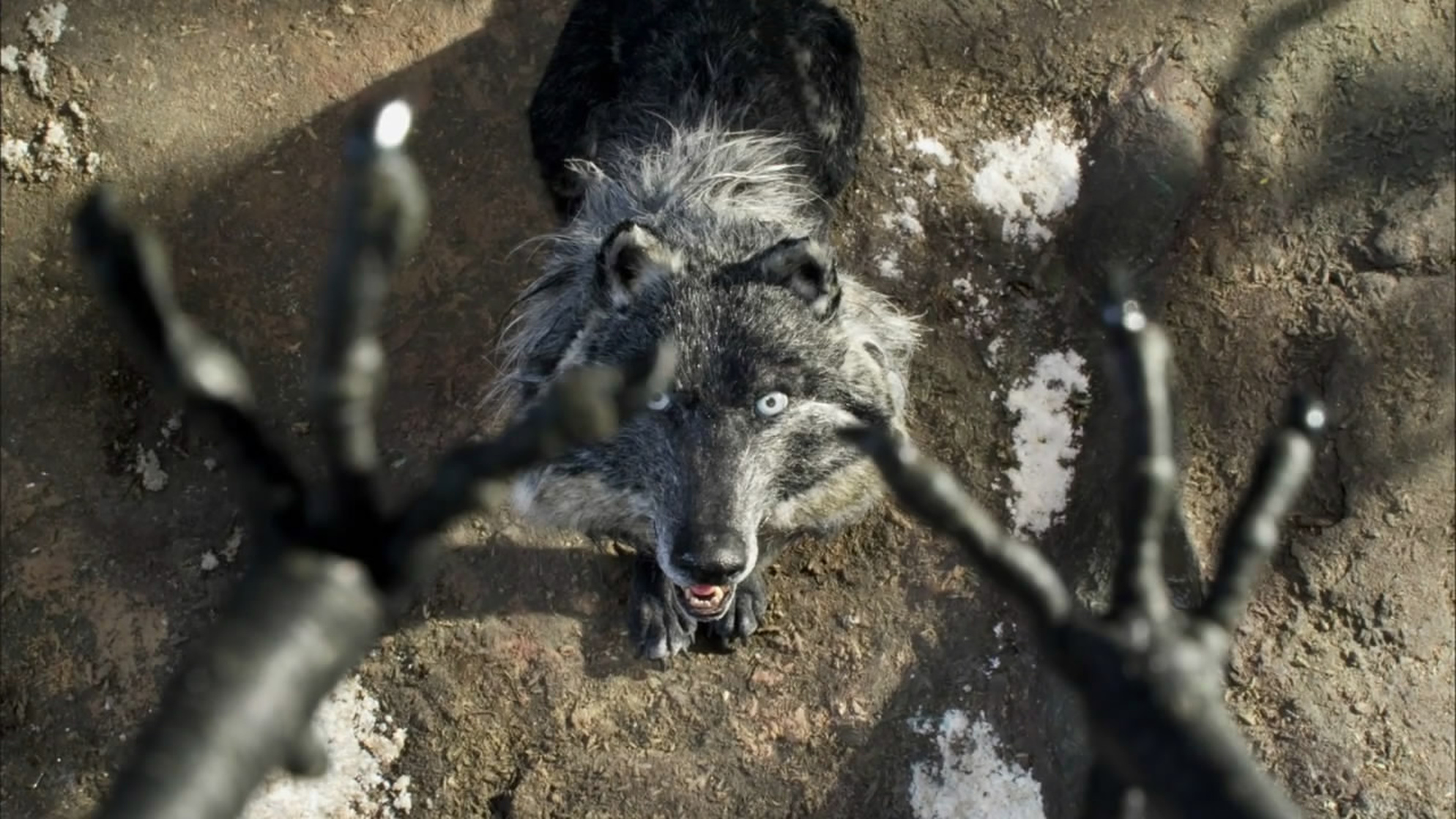 Picture of Peter & the Wolf (2006)