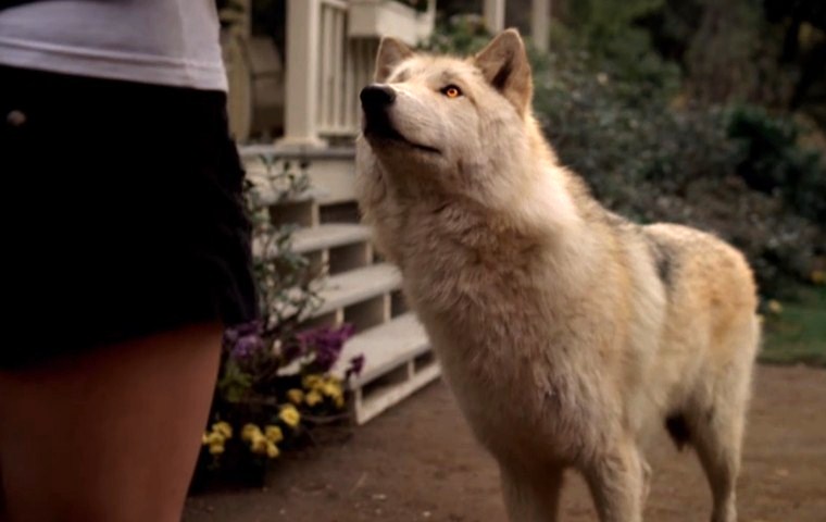 Picture of True Blood