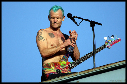 Picture of Flea