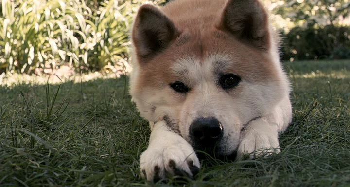 Image of Hachi: A Dog's Tale