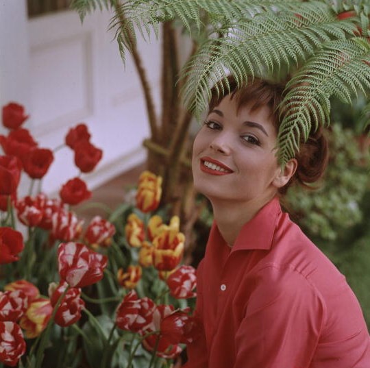 Picture of Elsa Martinelli
