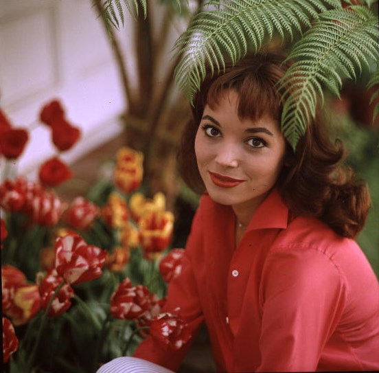 Picture of Elsa Martinelli