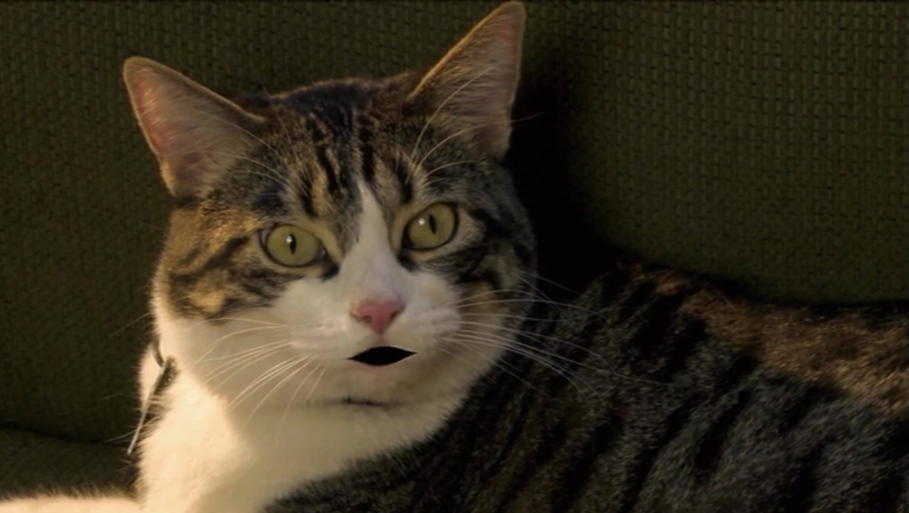 Picture of A Talking Cat!?!