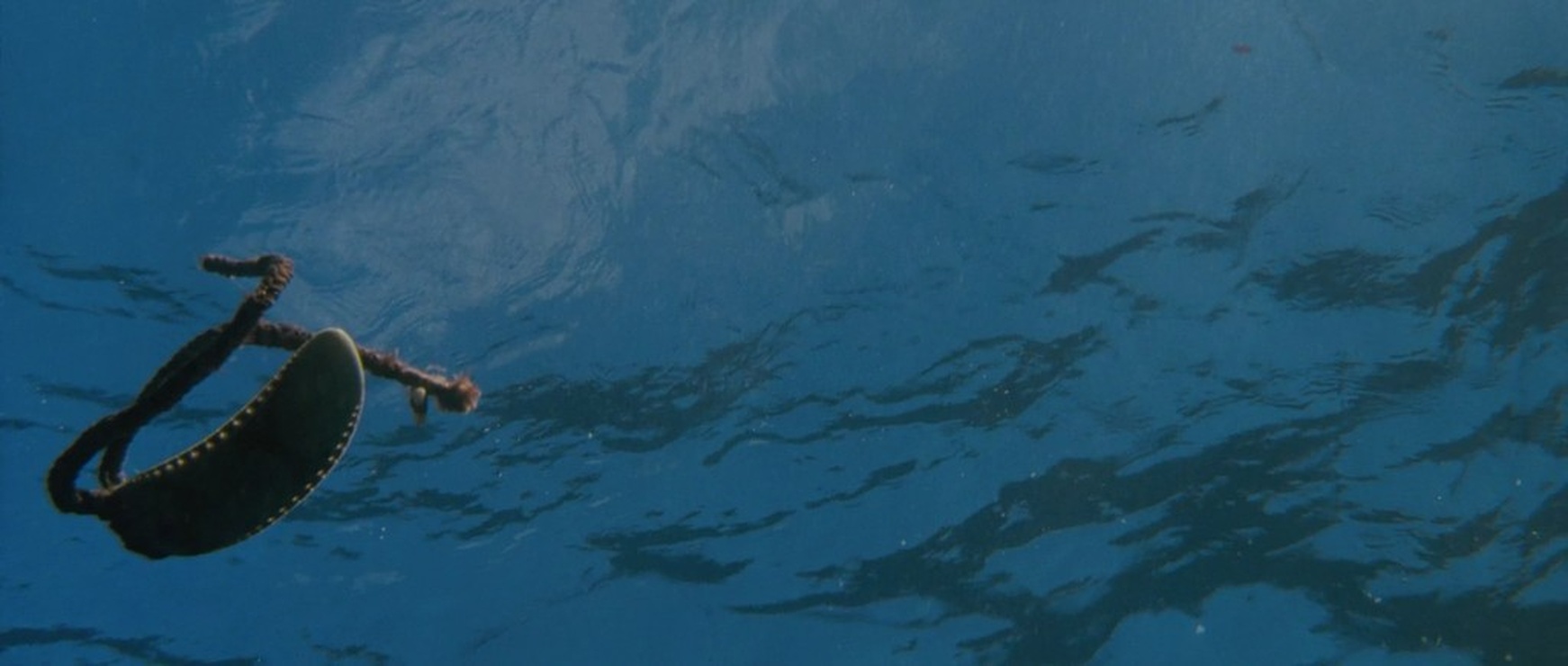 Image of Whale Rider