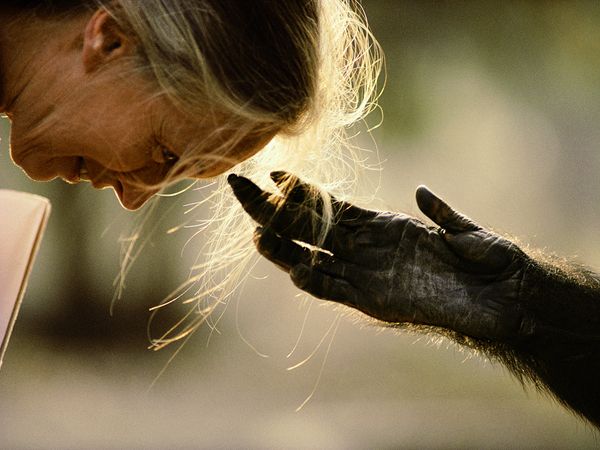 Jane Goodall image