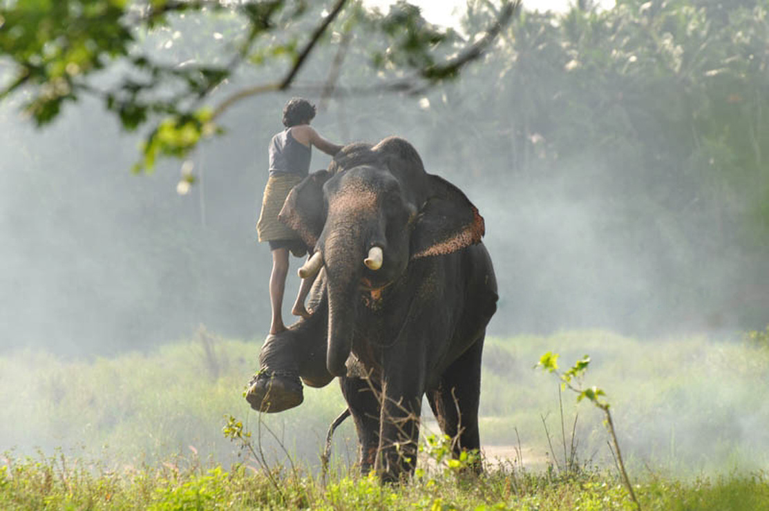 Kumki image