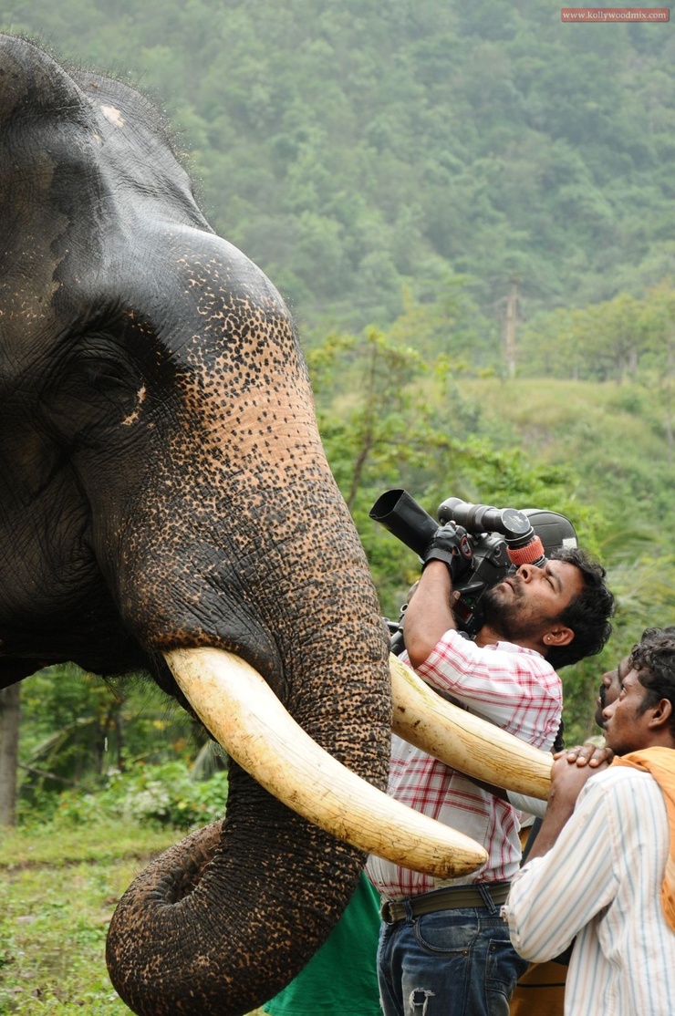 Picture of Kumki