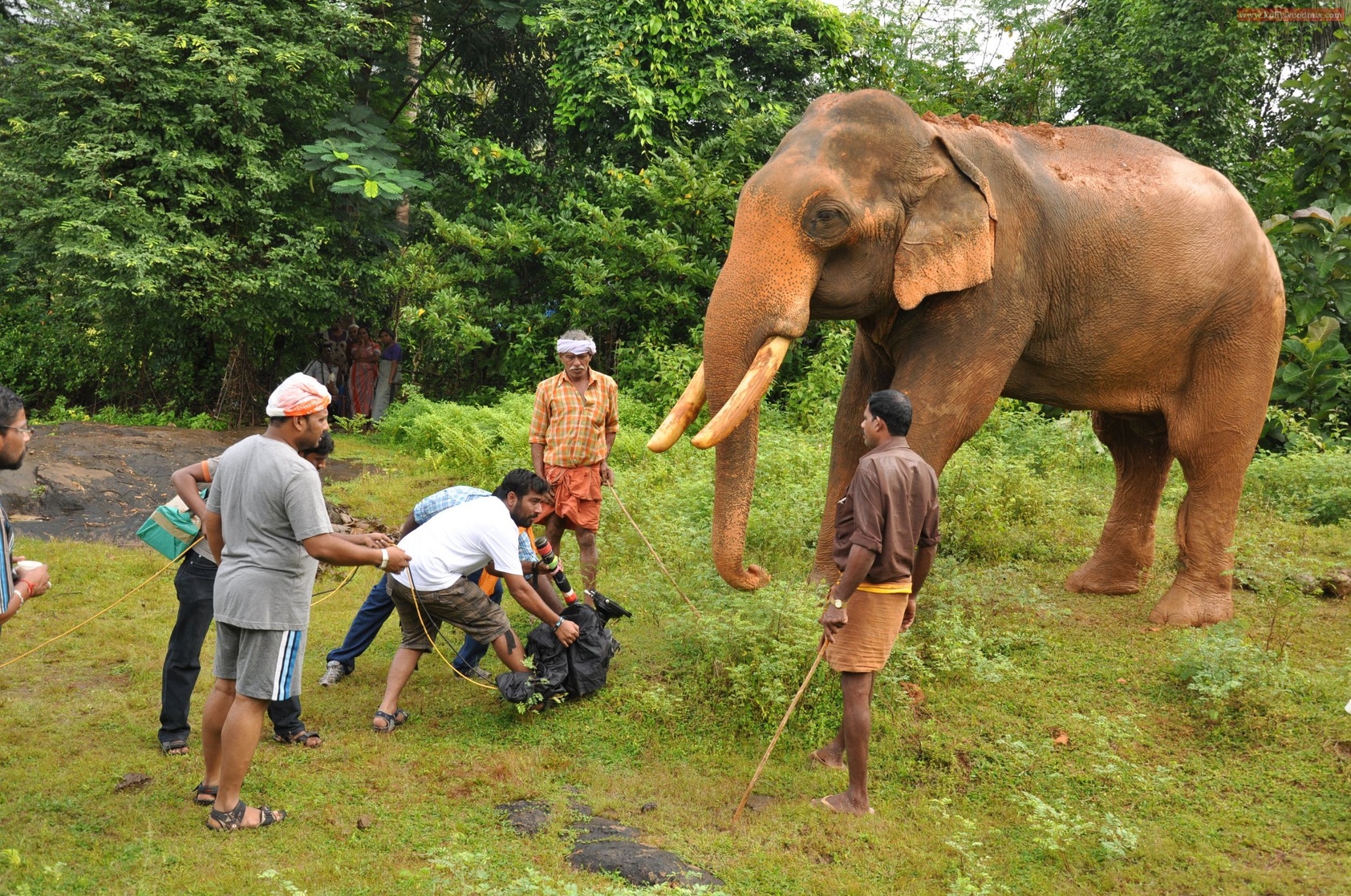 Picture of Kumki