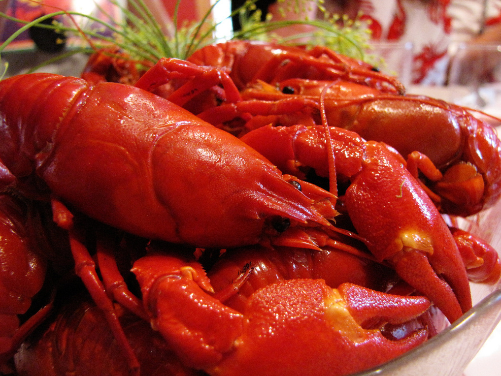 Picture of Astacidae