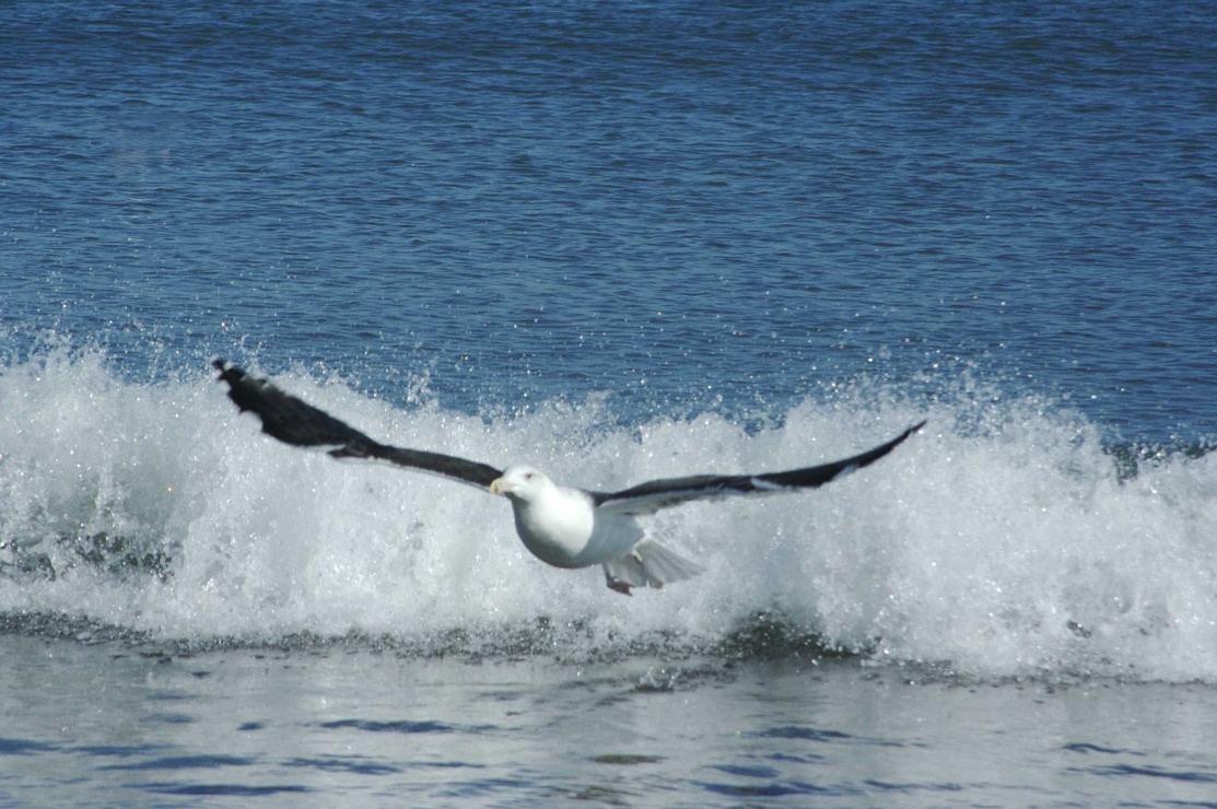 Picture of Jonathan Livingston Seagull (1973)