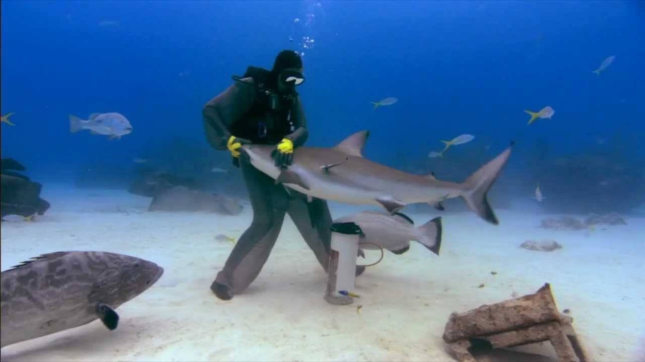 Sharkwater picture
