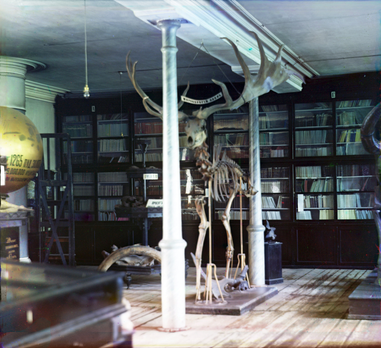 Skeleton of a large-horned stag