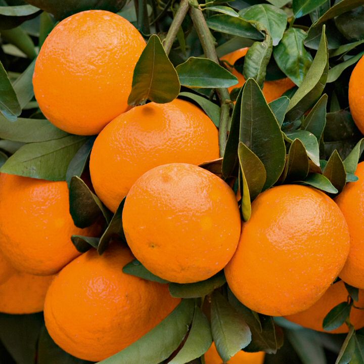 Picture of Mandarin