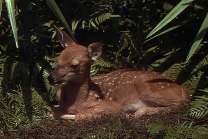 Picture of The Yearling