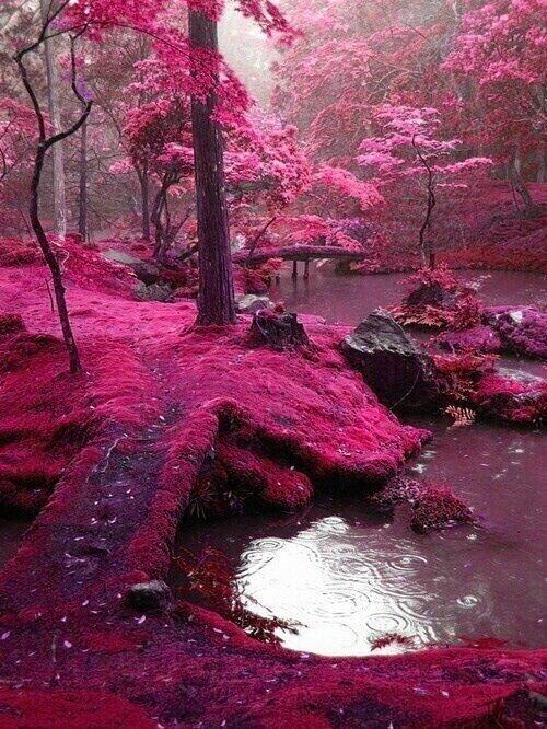 '' Rosa Moss Bridges", Ireland